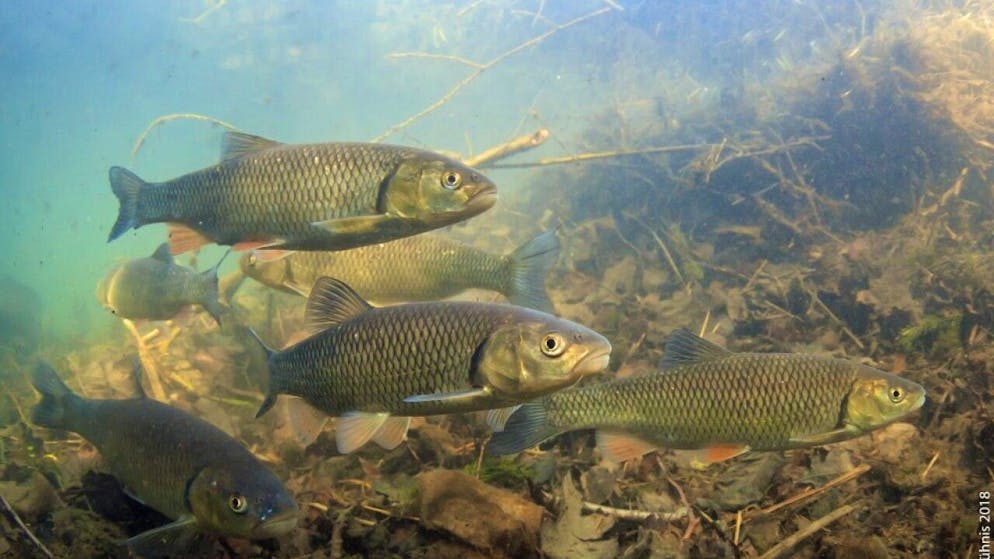 Svizzera: Il cavedano è il pesce dell'anno 2021 | blue News