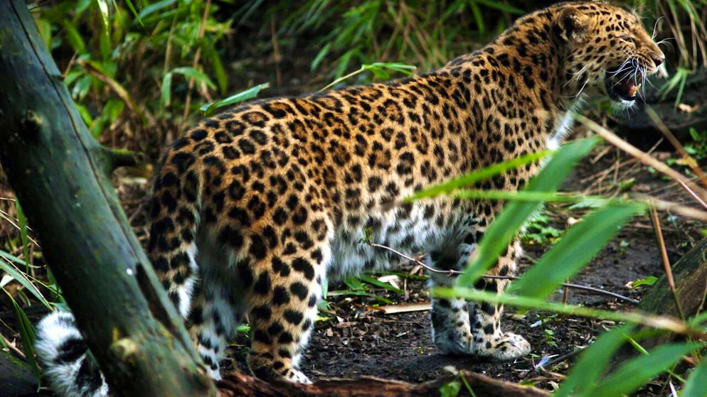 Parc national russe. Aperçu exceptionnel d'une famille de léopards de l ...