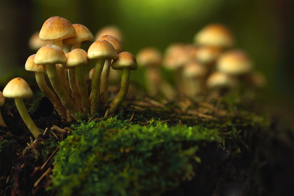 Tendance: Des champignons hallucinogènes pour améliorer les ...