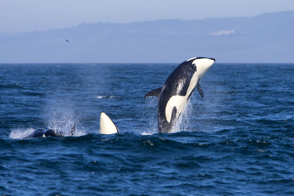 Images spectaculaires: Une orque attaque un dauphin en plein vol | blue ...