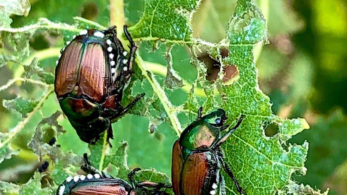 Ravageurs: Un nouvel outil voit le jour pour lutter contre le scarabée japonais | blue News