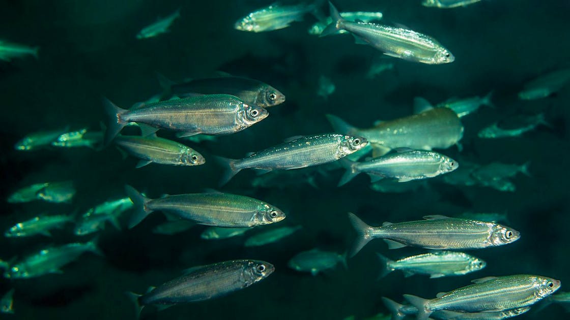 Faune: Le corégone désigné poisson de l'année 2022 | blue News