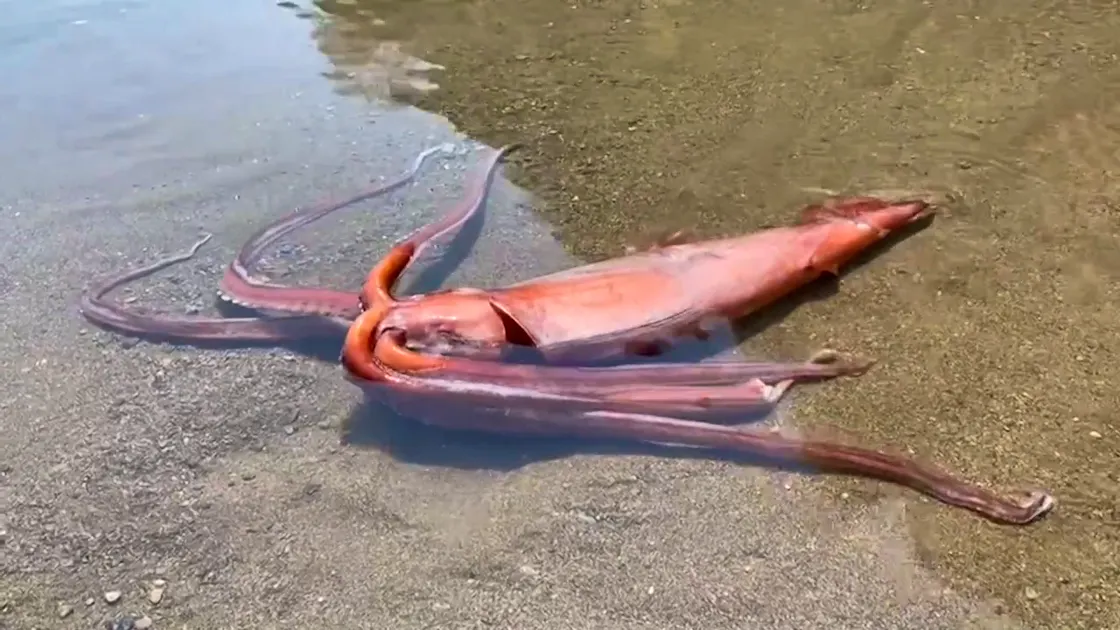 «Monster der Tiefsee»: Ein quicklebendiger Riesenkalmar wagt sich an ...