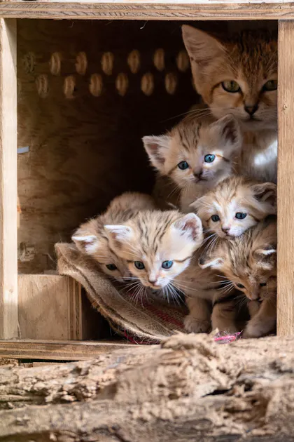 Israel: Fünf seltene Sandkatzen-Babys in geboren | blue News