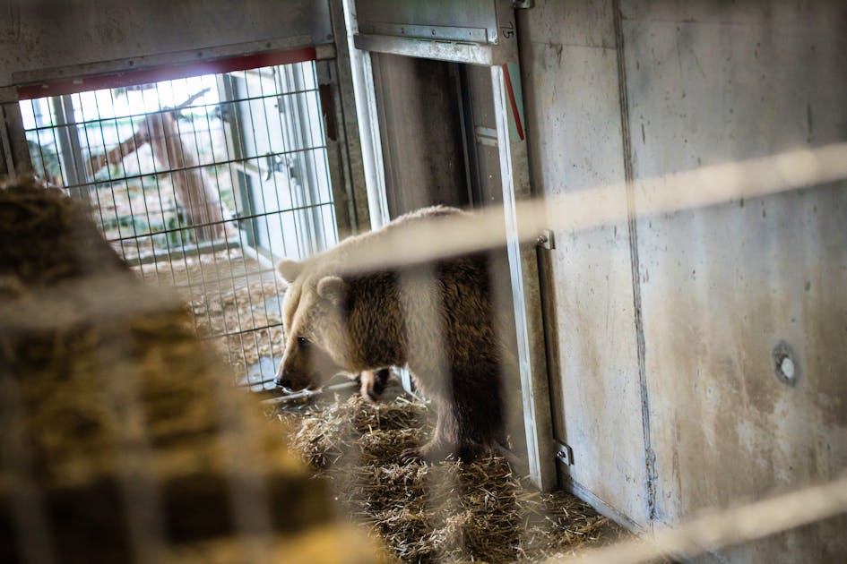 Jamila und Sam dürfen in der heilen Bergwelt alt werden | blue News