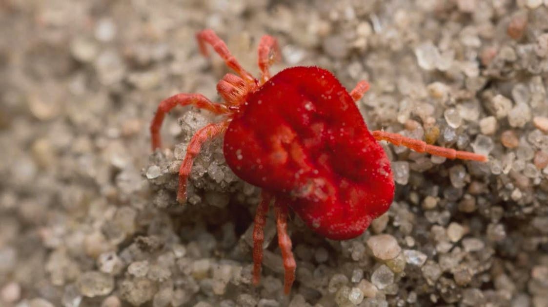 Ticino: Attenti alla trombicula, un acaro avvistato nel Sottoceneri ...