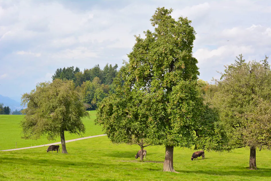 Klima retten: «Jeder Baum filtert jährlich Tonnen Schadstoffe aus der ...
