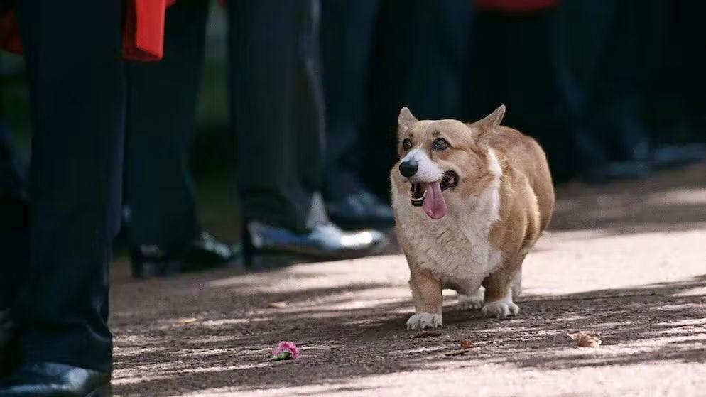 Forse hanno già una casa: Che fine faranno gli amati cani corgi della Regina? | blue News