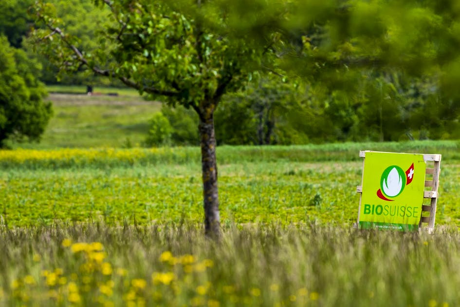 Dal 2023: Ai ristoranti che usano prodotti biologici, le «stelle» di ...