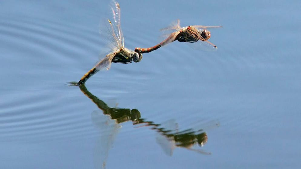 Lo rivela uno studio: Gli insetti acquatici sono meno invasivi di ...
