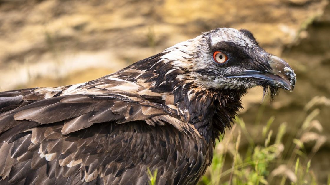 Gypaètes barbus: Leur réintroduction en Suisse couronnée du succès ...