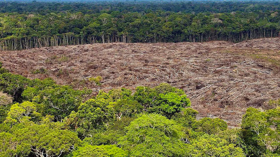 Amazonie: Déforestation record pour un mois de septembre | blue News