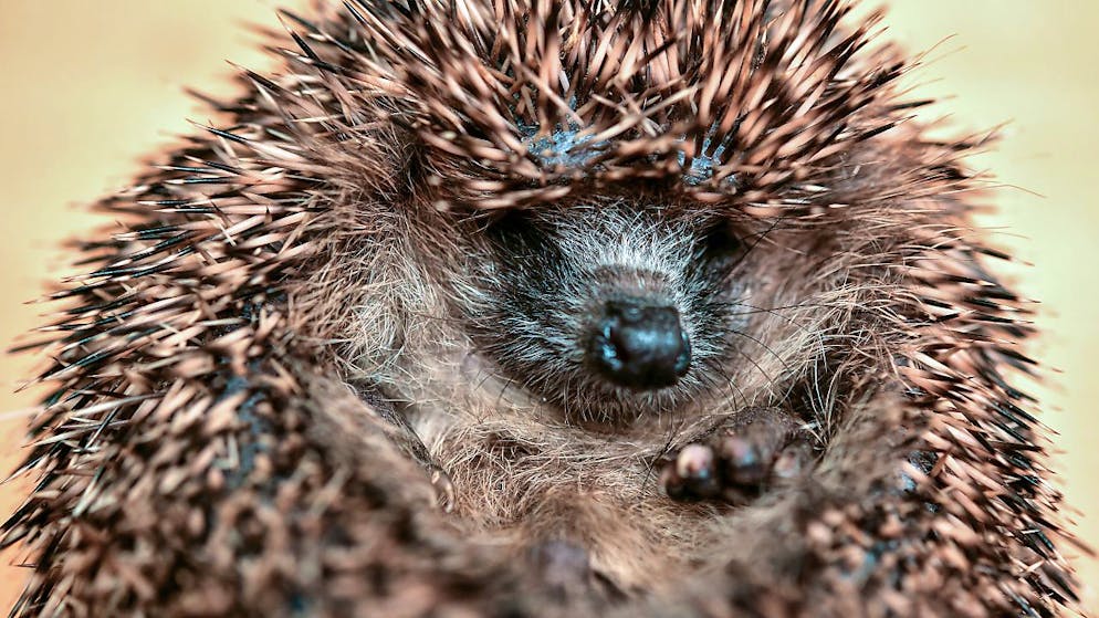 Artenvielfalt. Igel, Feldhase und Auerhuhn in der Schweiz auf der roten Liste.