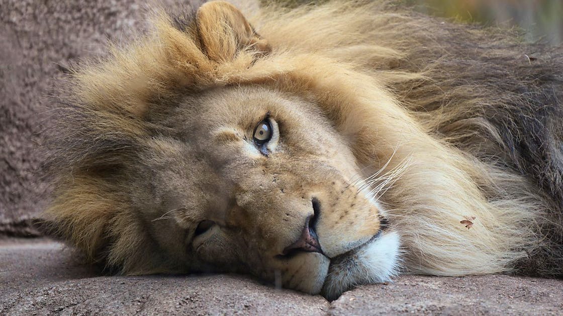 Colorado: I nove leoni salvati dallo zoo di Odessa sono al Wild Animal ...