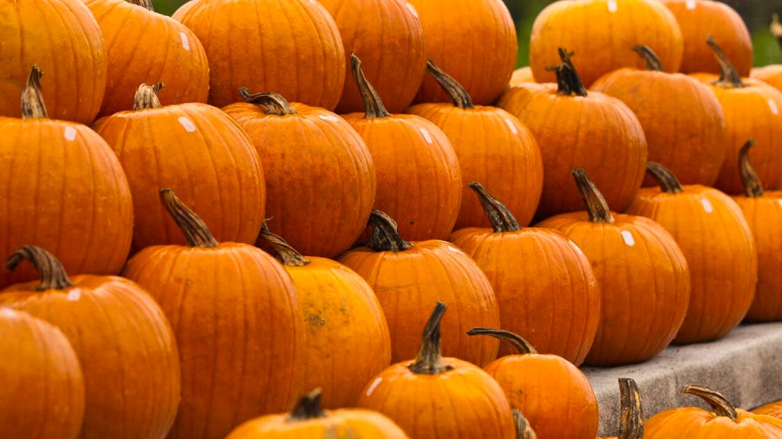 Depuis 2009: La surface de culture des citrouilles a presque triplé ...