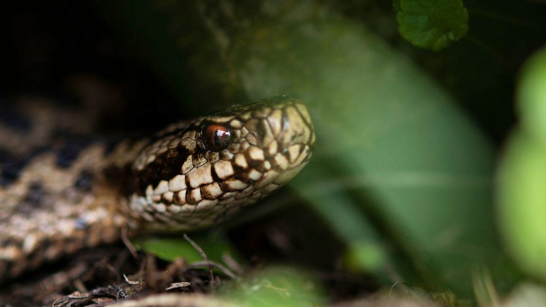 Vergiftungen: 2021: 43 Bisse von einheimischen Giftschlangen | blue News