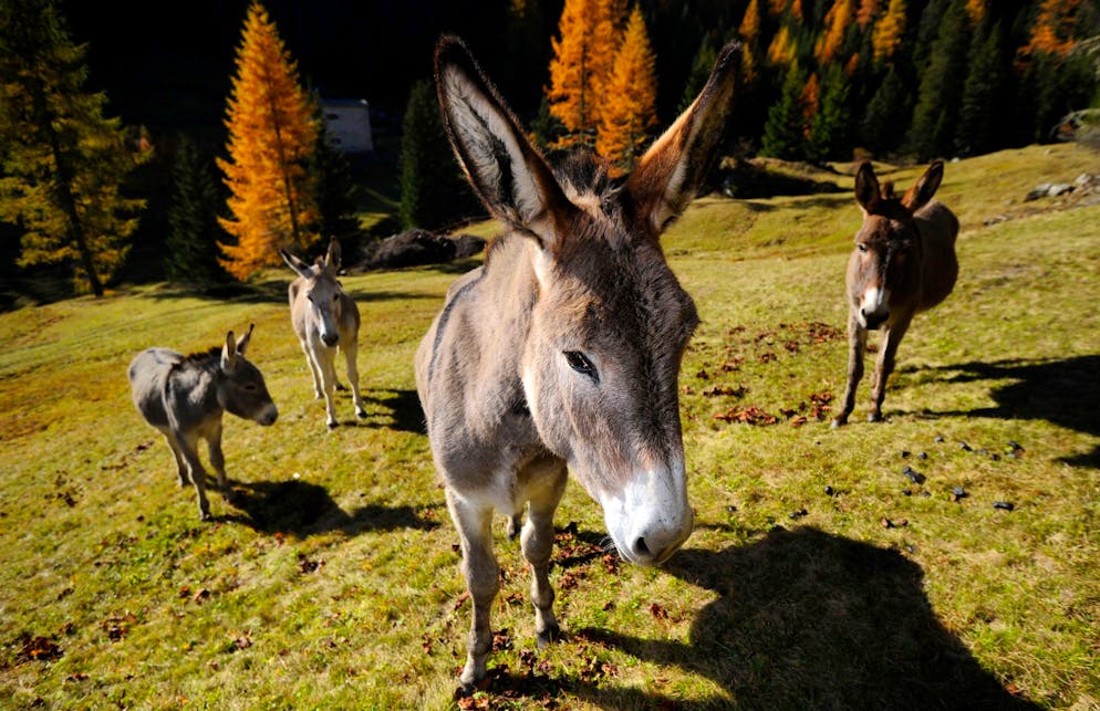 Parlamento: Asini, muli e bardotti devono poter vivere con i loro ...