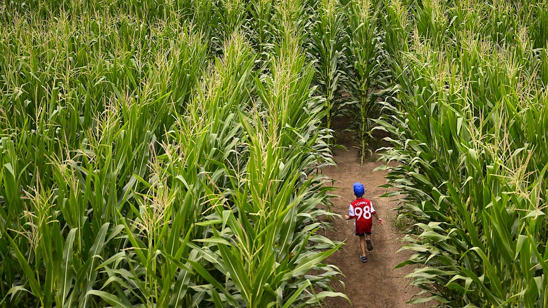 Landwirtschaft: Getreideproduzenten fahren 2022 eine gute Ernte ein ...