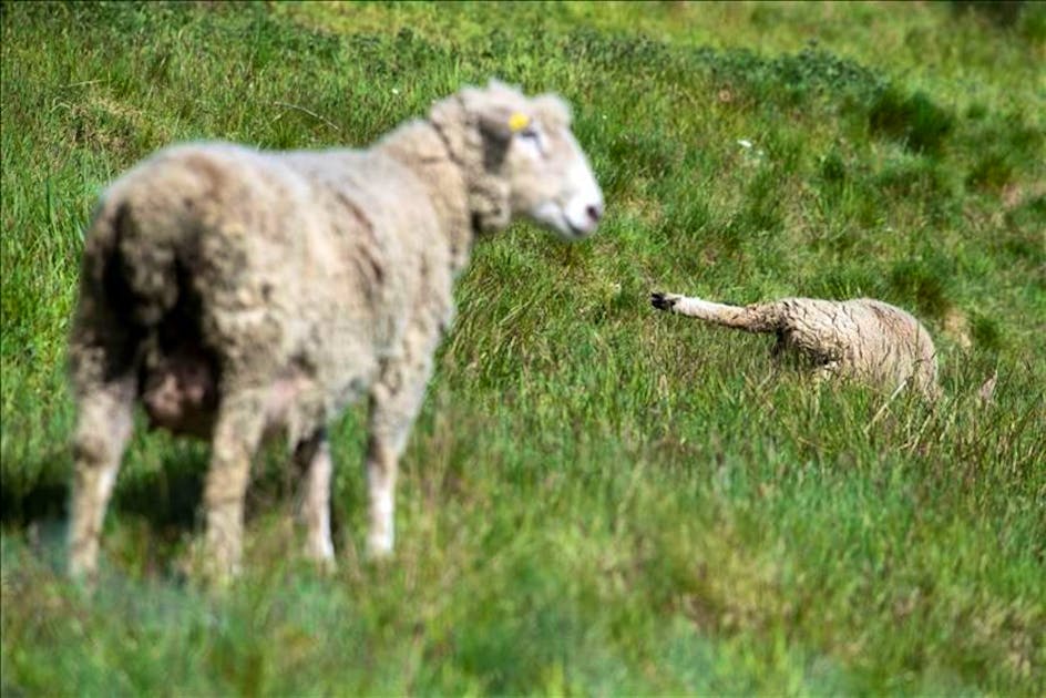 Grandi predatori: Il Gruppo Lupo Svizzero attacca gli allevatori ...