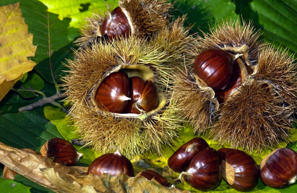 Natura: Il castagno e il noce diffusi dall'Impero romano in Europa ...