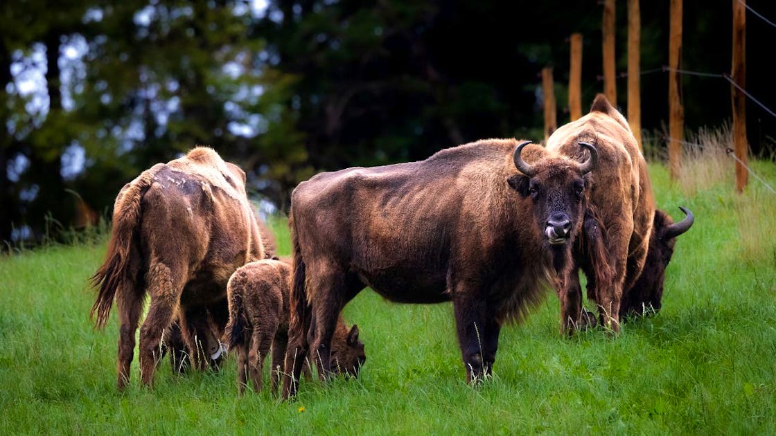 Réintroduction du bison: Un projet est lancé avec 5 animaux dans le canton de Soleure | blue News