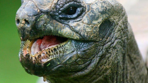 Record: Tartaruga Jonathan compie 190 anni, l'animale più vecchio al ...