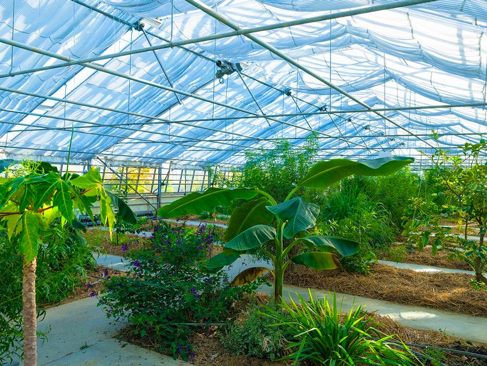 Sponsored Content. «Die Yuzu-Frucht war meine Offenbarung».