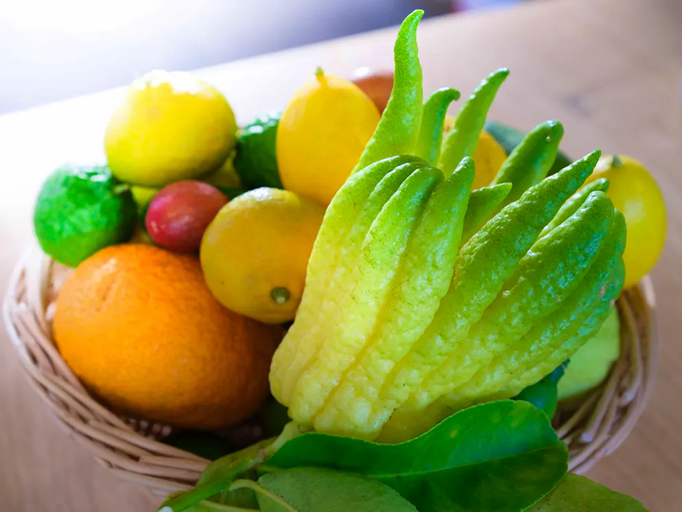 Advertorial: Mi innamorai dello yuzu sin dal primo assaggio | blue News