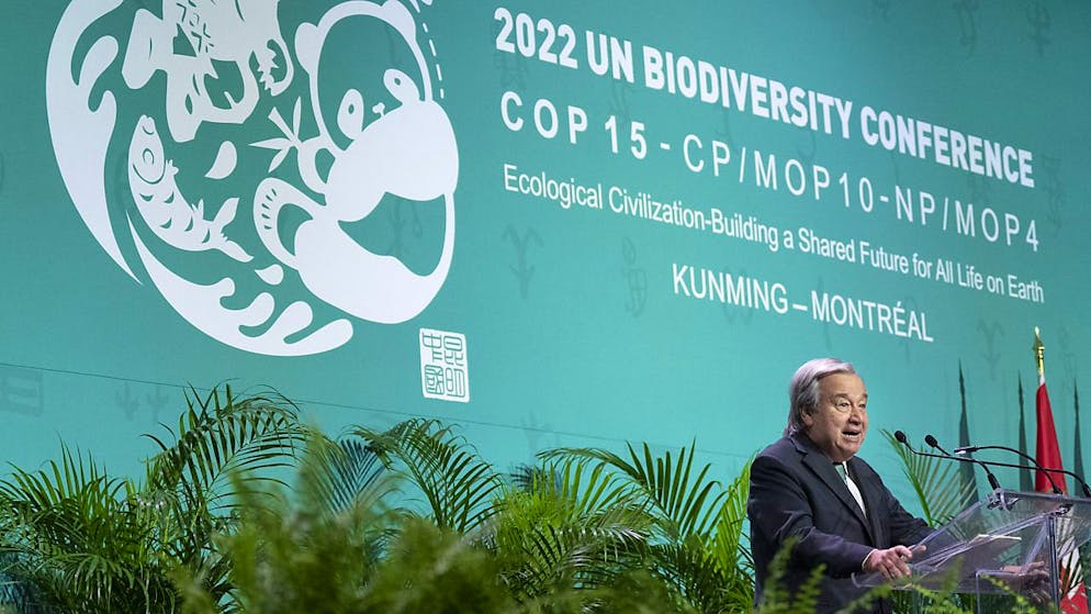 Critiche alla Svizzera: «Berna sostiene la distruzione della biodiversità» | blue News