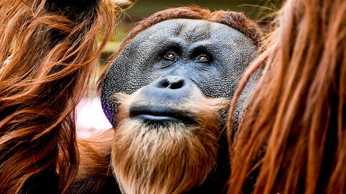 Etude de l'UniNe: Les singes aiment parier sur une option plus risquée ...