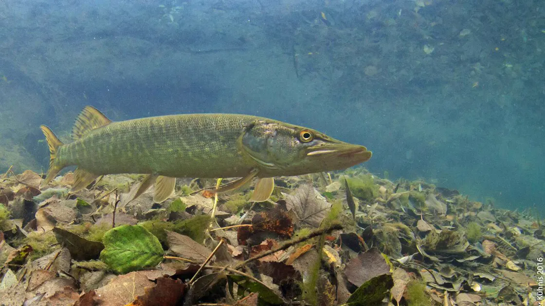 Fische: Raubfisch Hecht ist Fisch des Jahres 2023 | blue News