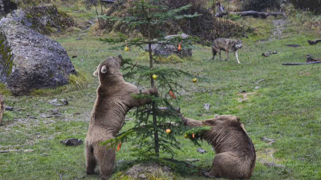Zentralschweiz: Bären im Tierpark Goldau wegen warmen Wetters aktiver ...