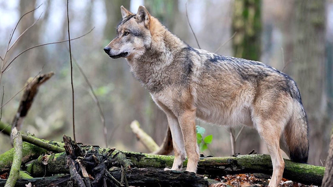 Svizzera: Le Associazioni ambientaliste: «Coesistenza tra uomo e lupo possibile» | blue News