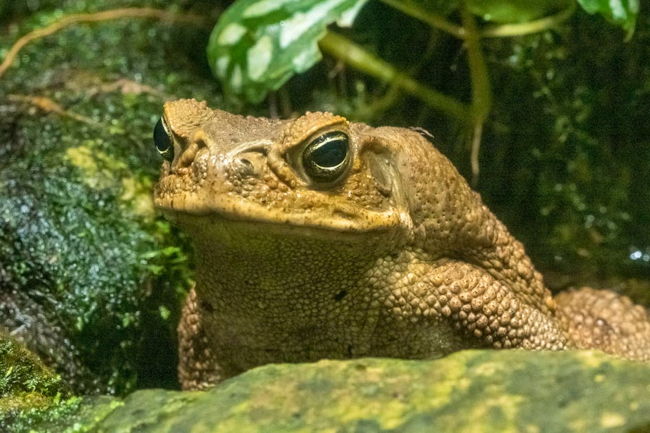 So schwer wie ein Baby: Giftige Monster-Kröte «Toadzilla» in Australien ...
