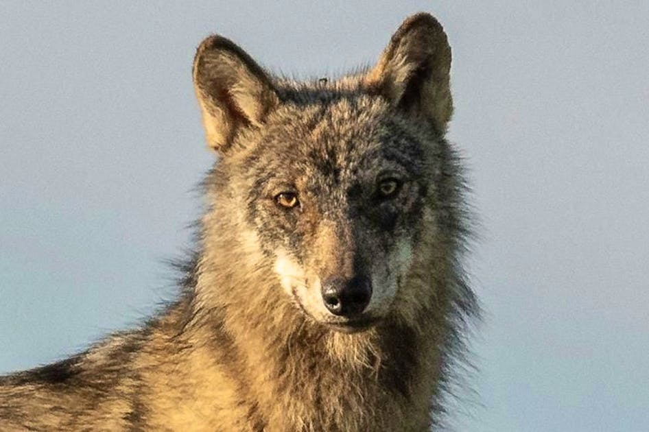 Grandi predatori: Un lupo adulto abbattuto a Lumino | blue News