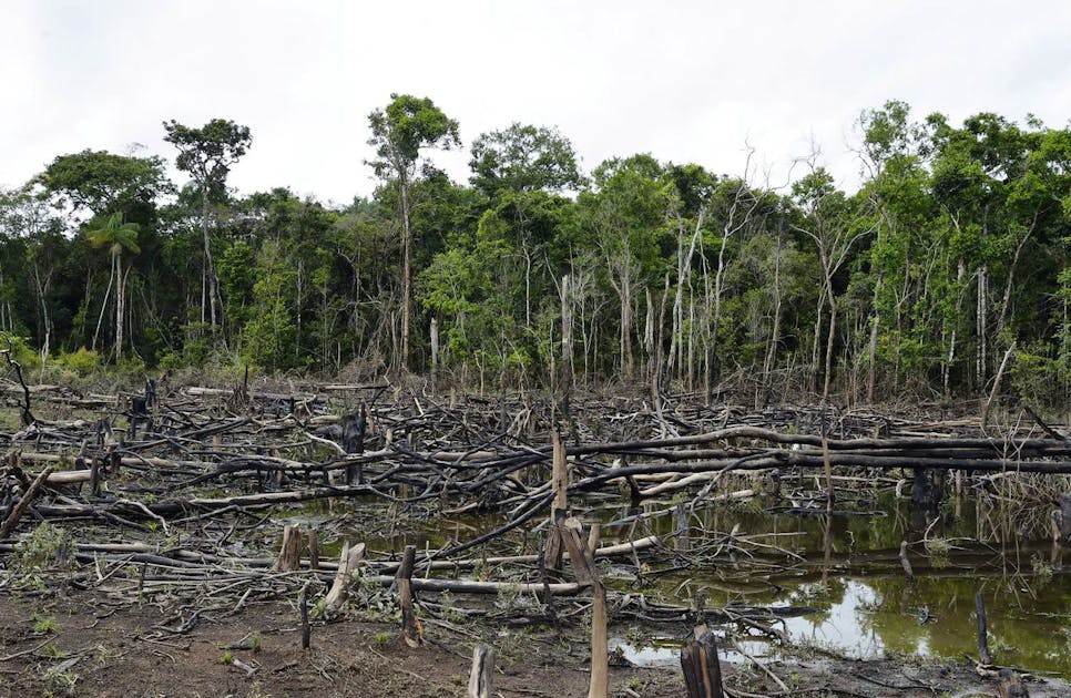 Ecosystème vital en danger: Un tiers de la forêt amazonienne «dégradé ...