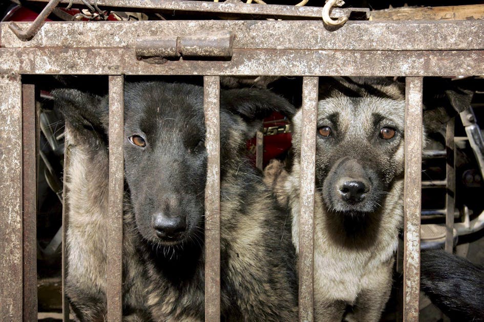 End to Dog and Cat Slaughter at Tomohon Extreme Market Sets Precedent ...