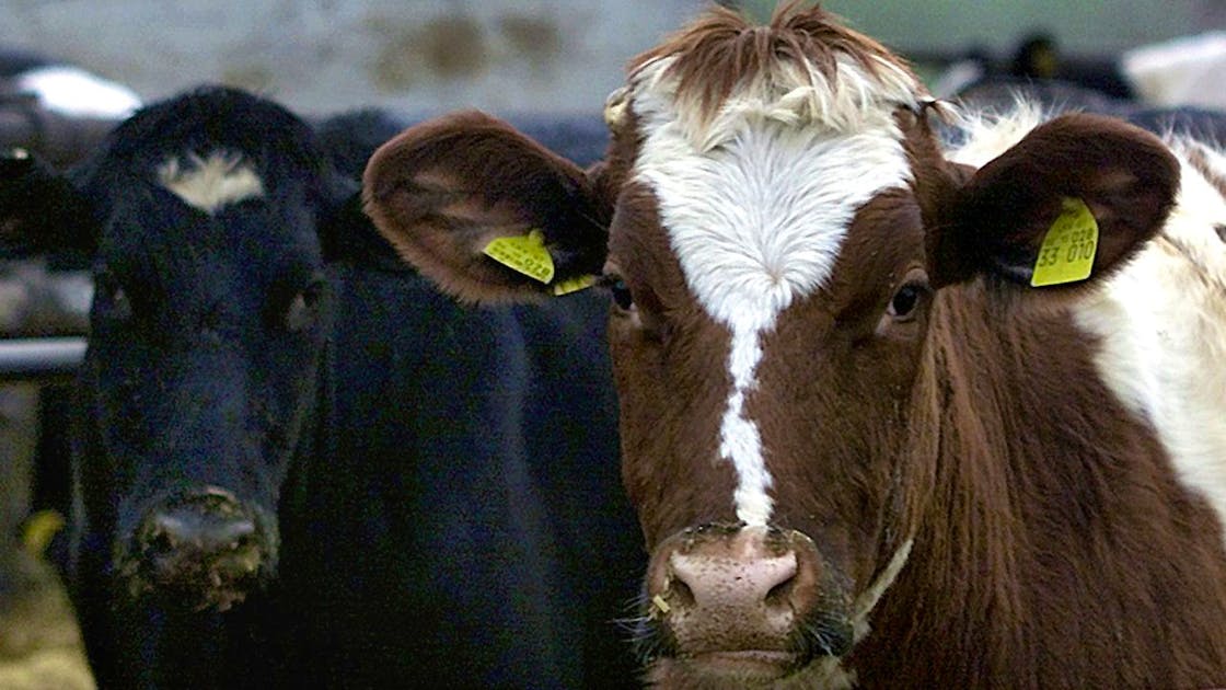 Grigioni: Scoperto un caso del morbo di vacca pazza atipica in un ...