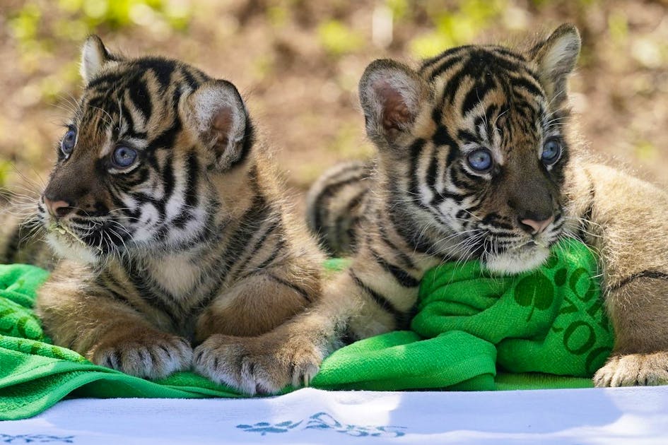 Insieme a due cuccioli: Tigri ritenute estinte immortalate da una ...