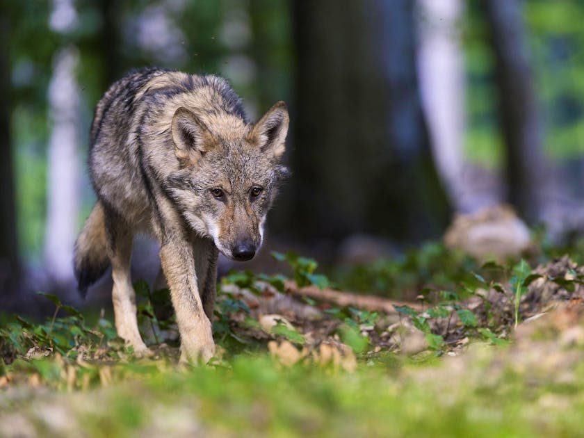 Nez à nez avec le loup de la Broye: «J'ai eu un petit moment de stress ...