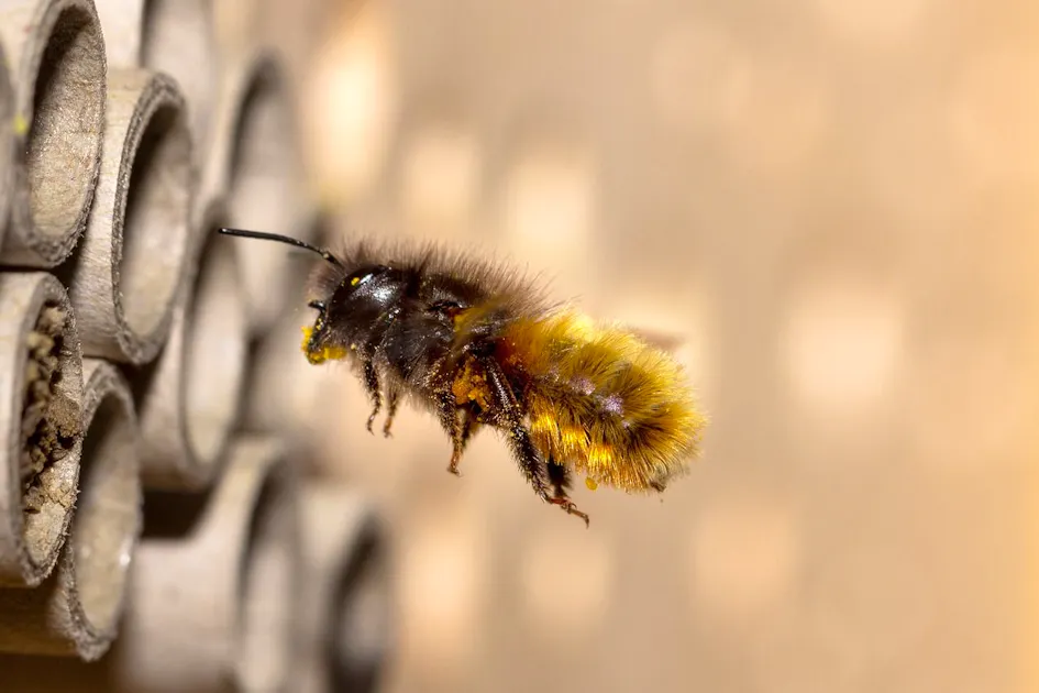 Biodiversità: Un telefono per le api selvatiche | blue News