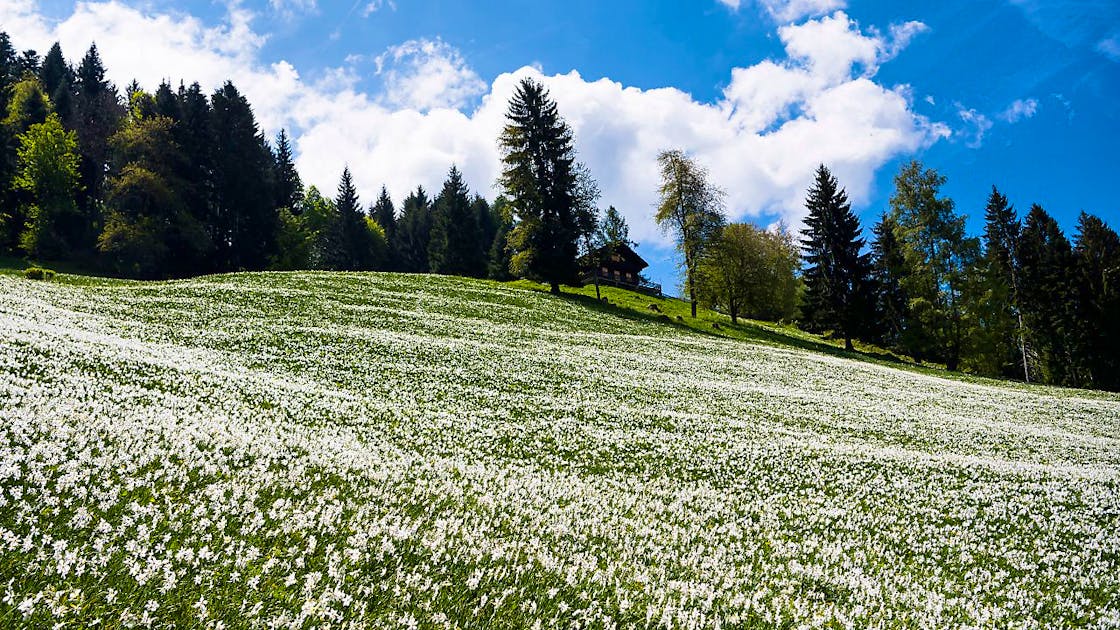 Nature: Un atlas et une exposition sur la flore vaudoise | blue News