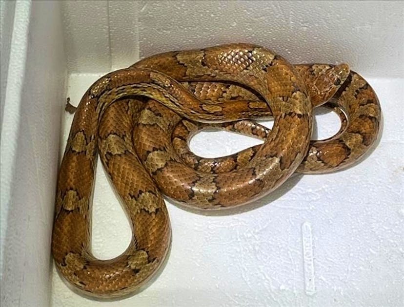 News: Coira, un serpente nel parcheggio | blue News