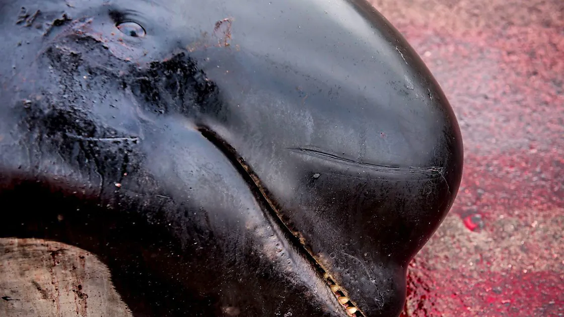 La mer rouge de sang: Aux Féroé, la chasse aux cétacés a repris | blue News