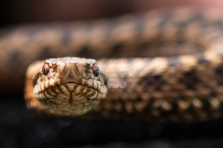 Obacht: Diese Schlangen in der Schweiz sind giftig – und jene harmlos ...