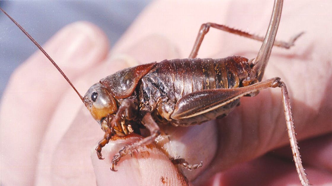 Invasione di «grilli mormoni» in Nevada, strade a rischio | blue News