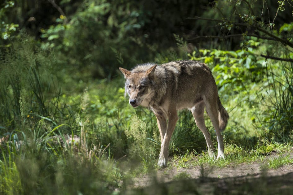 Le WWF enrage: Face au retour du loup, la mise à mort facilitée en ...