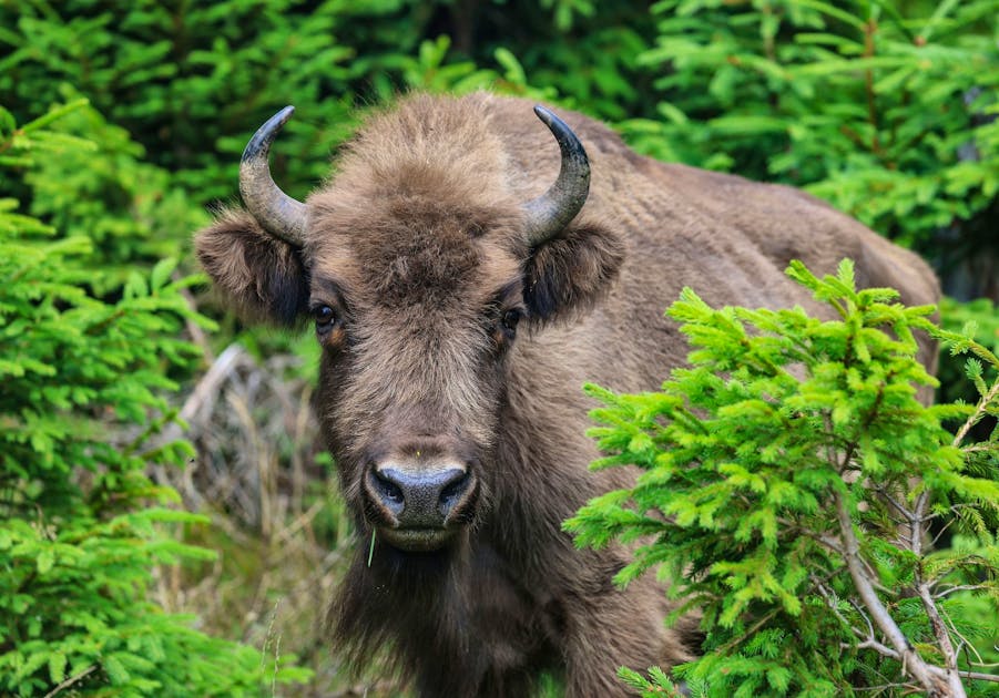Erstes Wisent-Baby seit 1000 Jahren: «Der Stier zeigt immer wieder ...