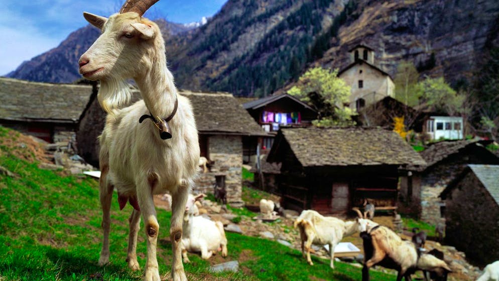 Val Calanca è il primo parco regionale della Svizzera italiana | blue News