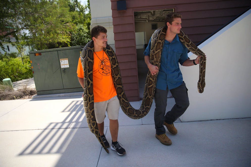 Catturato in Florida il pitone birmano più lungo mai osservato | blue News